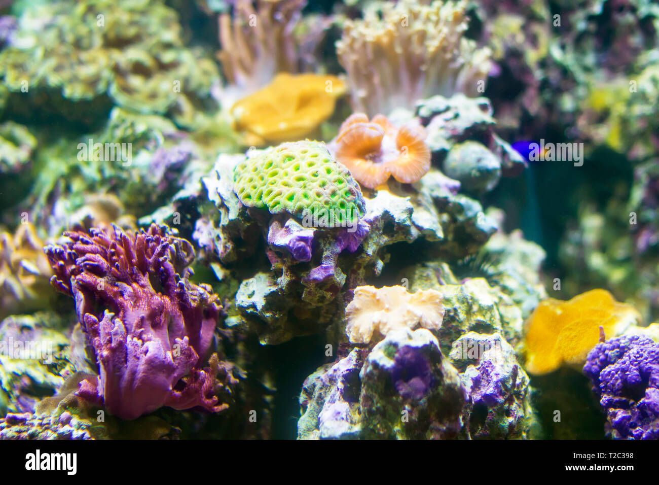Beautiful underwater background with corals and fish. Multi-colored ...