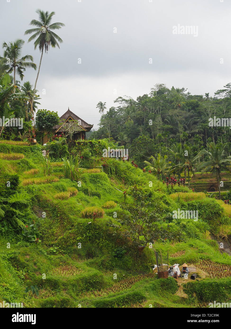 Rice terraces in Ubud, Bali, Indonesia Stock Photo - Alamy