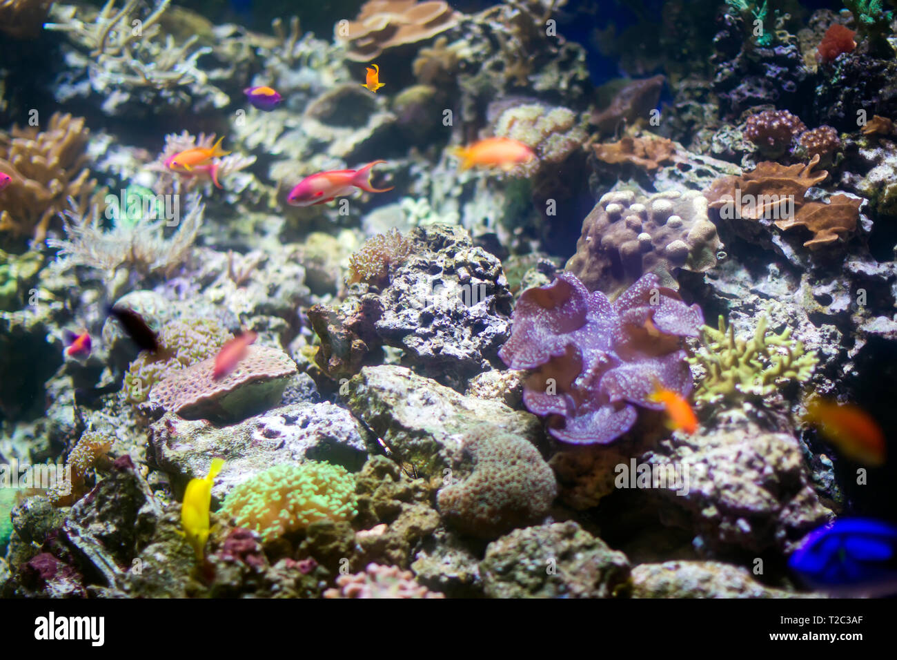 Aquatic plants growing underwater hi-res stock photography and images ...