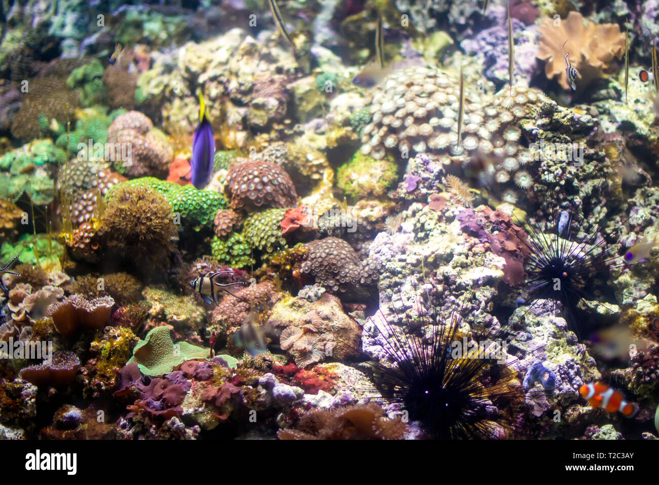 Beautiful underwater background with corals and fish. Multi-colored ...