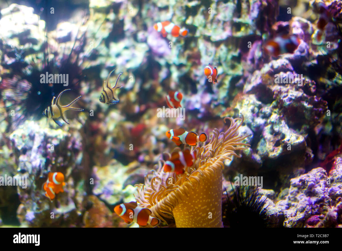 Beautiful underwater background with corals and fish. Multi-colored ...