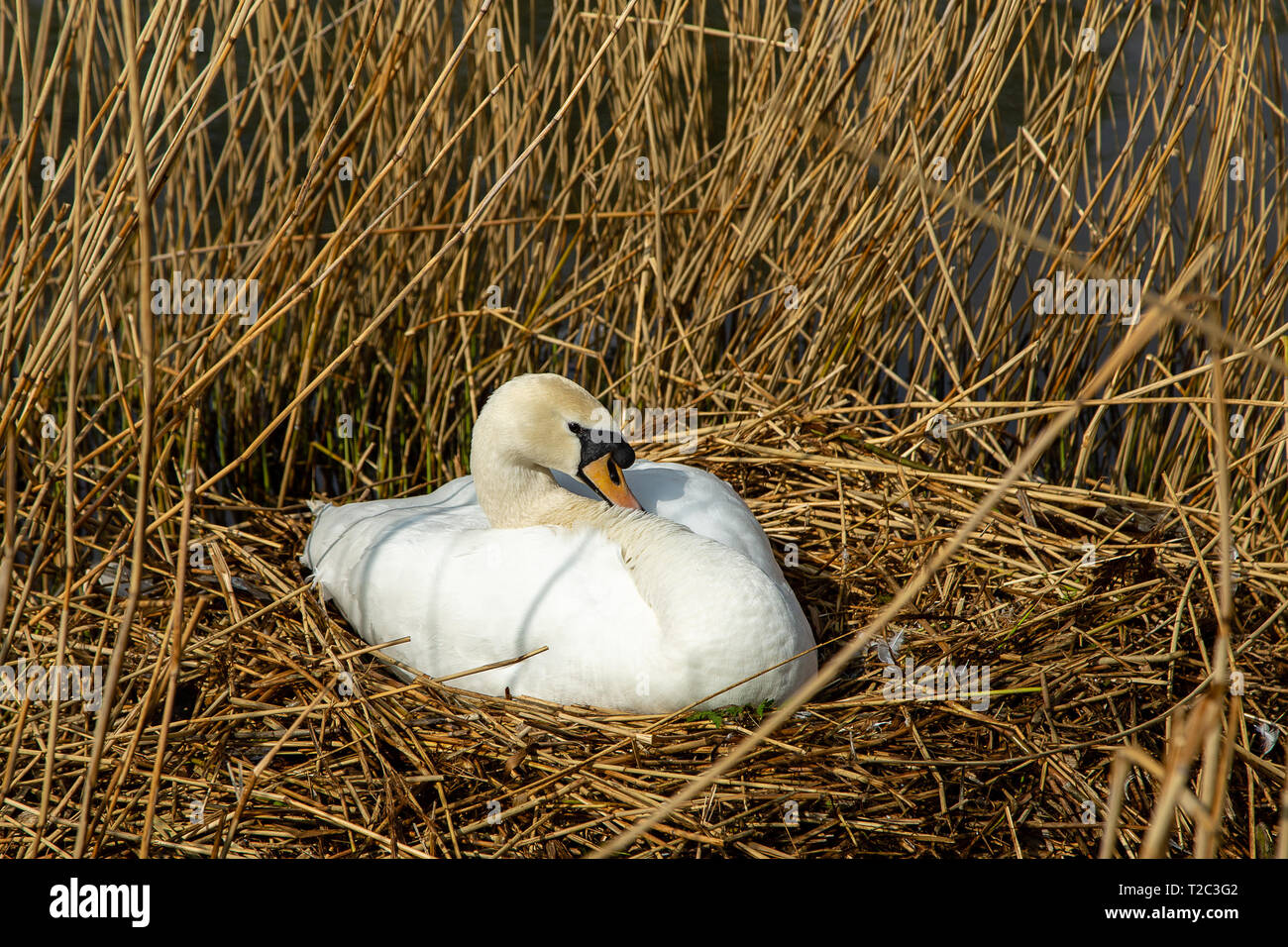 Female swan hi-res stock photography and images - Alamy