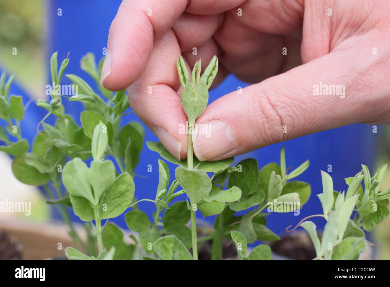 Pinching hand hi-res stock photography and images - Alamy