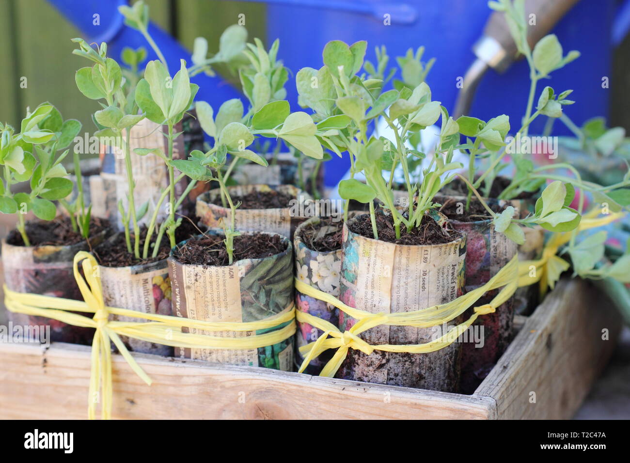 Sweet pea seedlings. Planting out autumn sown sweet peas - Lathyrus ...
