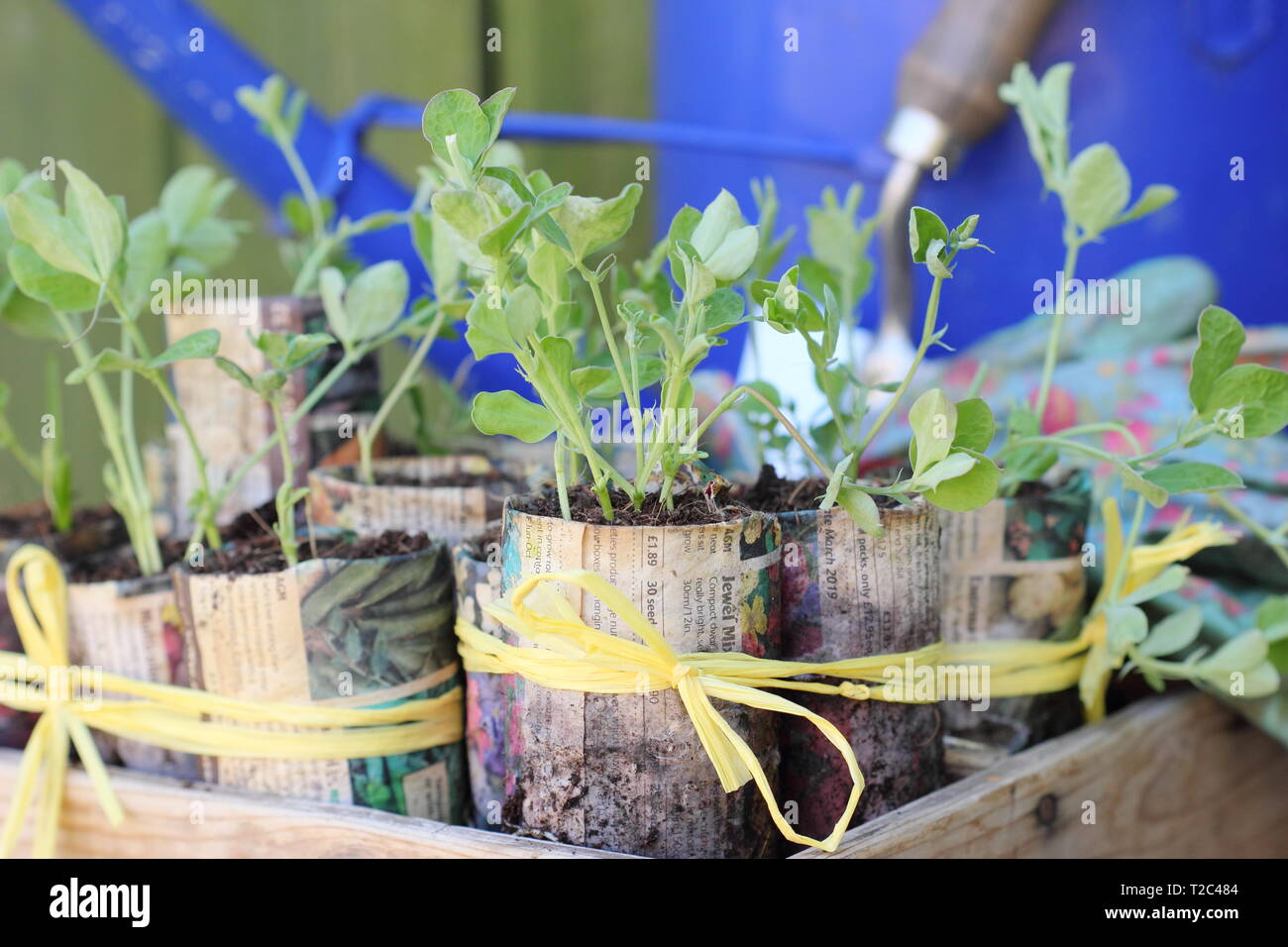 Sweet pea seedlings. Planting out autumn sown sweet peas - Lathyrus ...