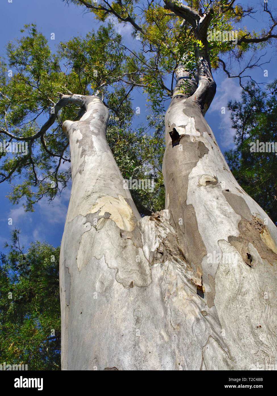 Looking up at tall trees hi-res stock photography and images - Alamy