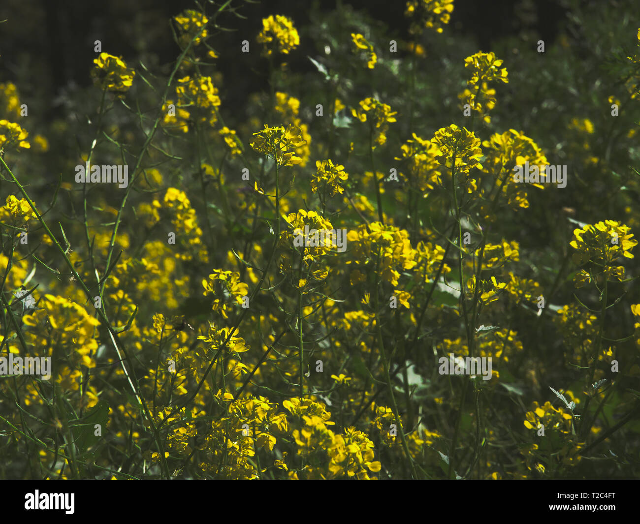 Vintage field background hi-res stock photography and images - Alamy
