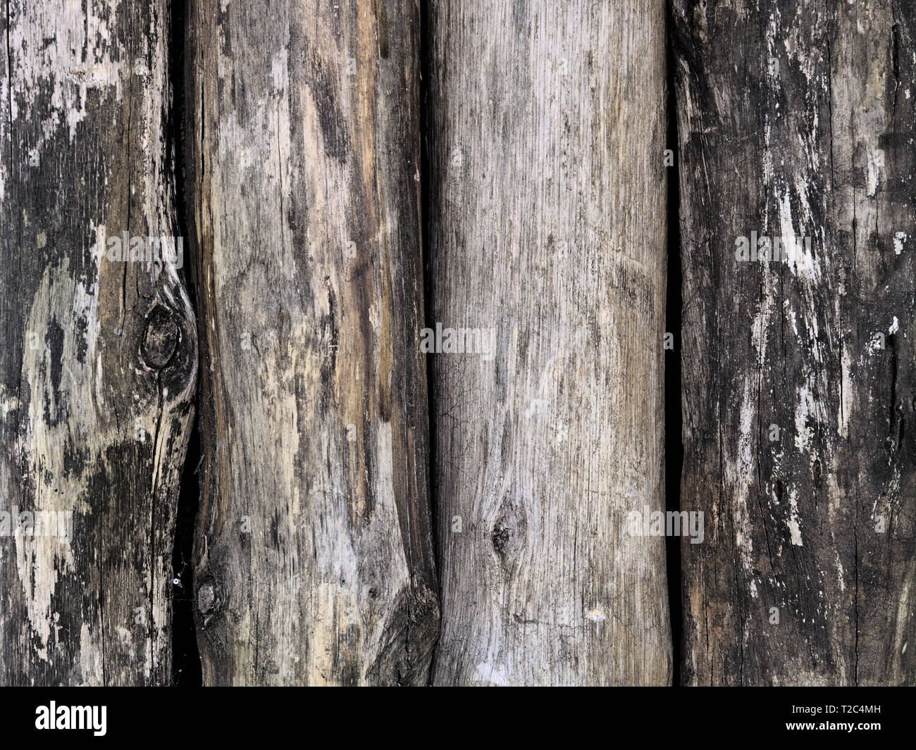 Close up detail of wood trunks texture. Nice background. Four trunks ...