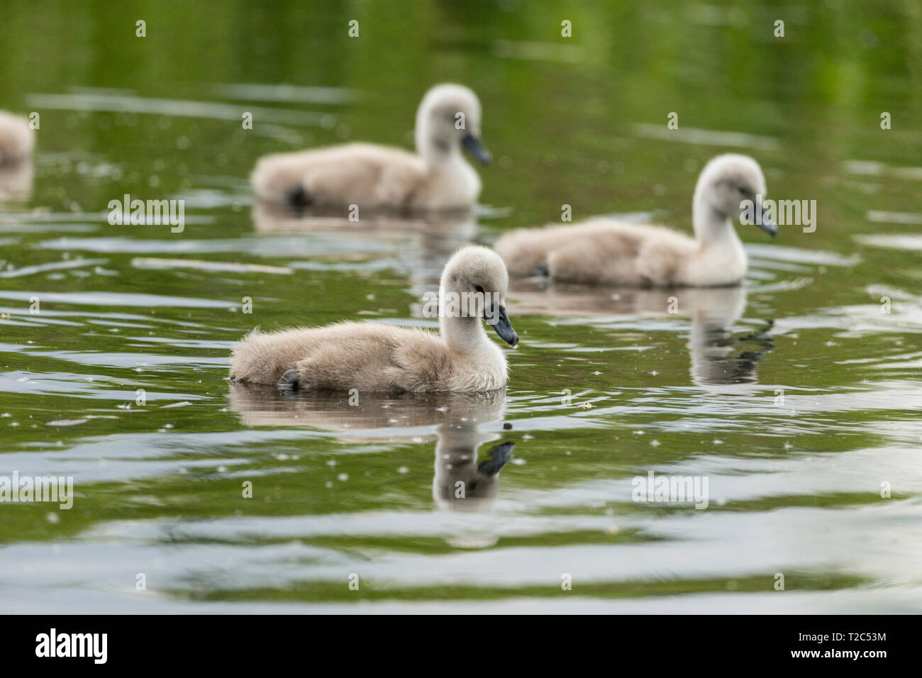 Reflections beaks hi-res stock photography and images - Alamy