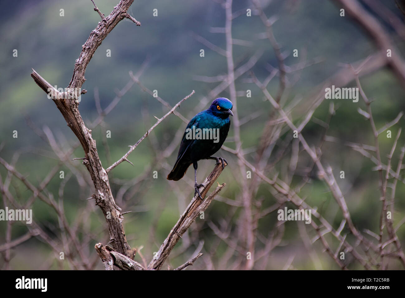 Blue starling hi-res stock photography and images - Alamy