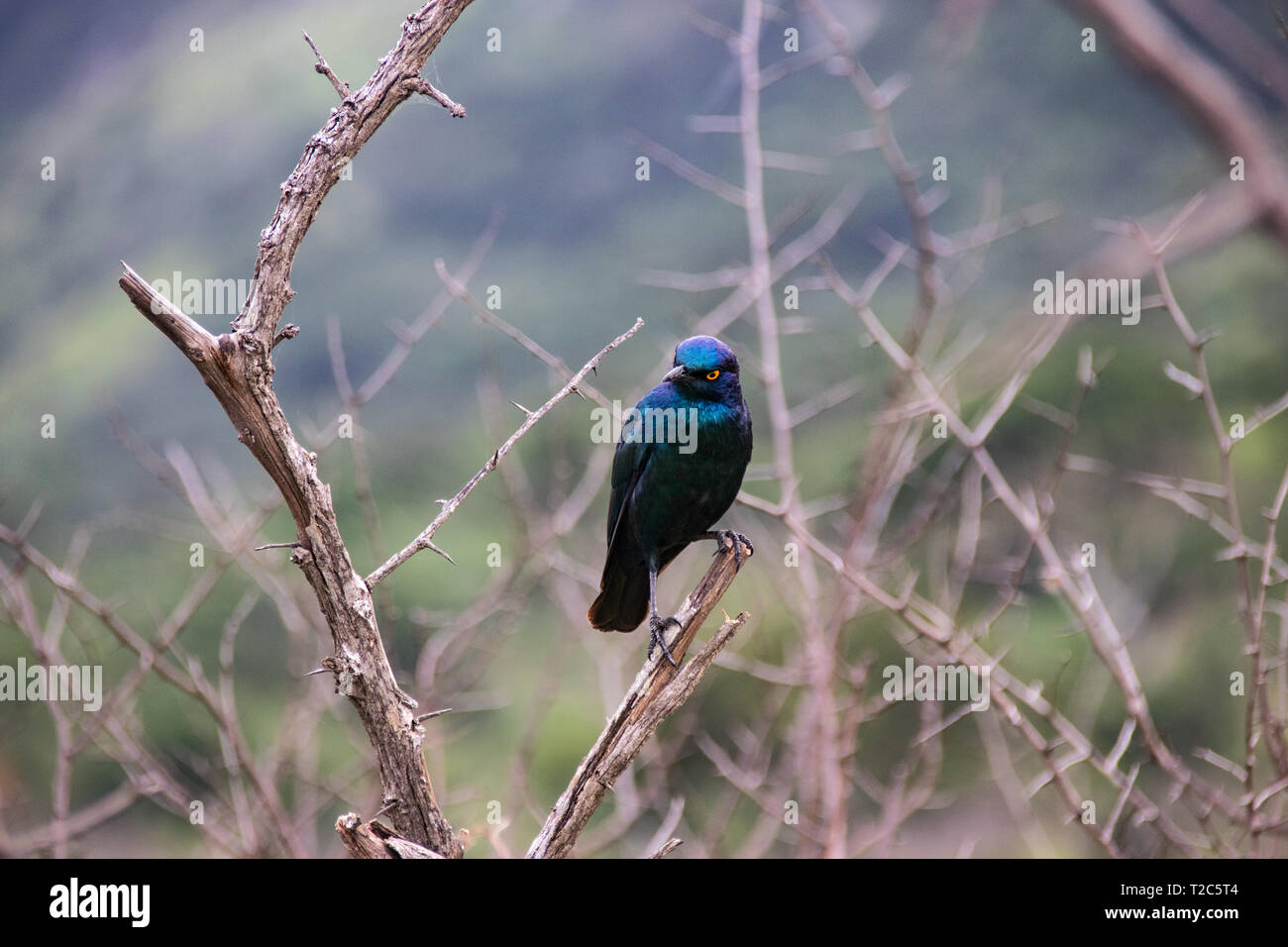 Cape glossy starling (Lamprotornis nitens) blue bird with yellow eye ...