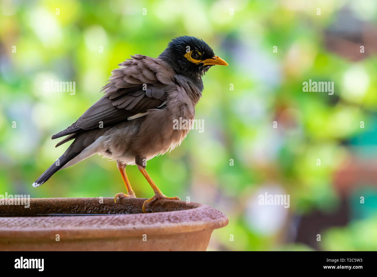 A Common myna puffing up its plumage while perching on a bowl of water ...