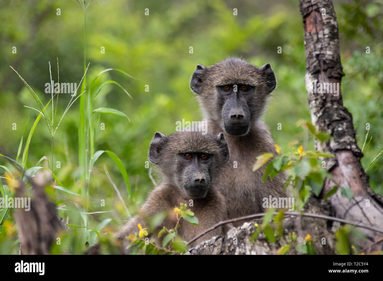 Portrait of Two cute Baboons looking at the camera Stock Photo - Alamy