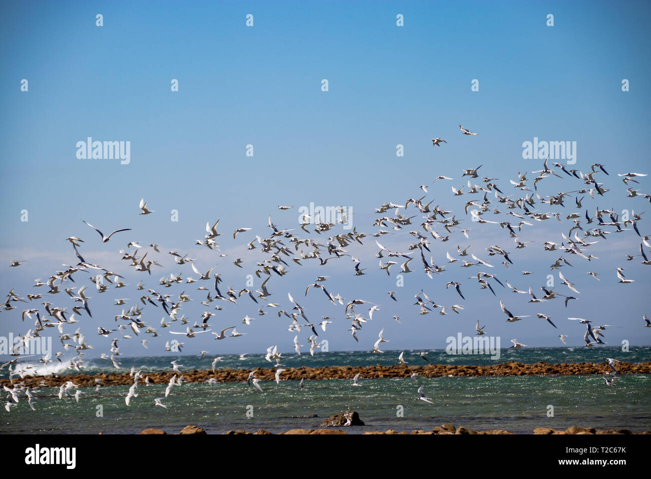 Seagull swarm at the beach hi-res stock photography and images - Alamy