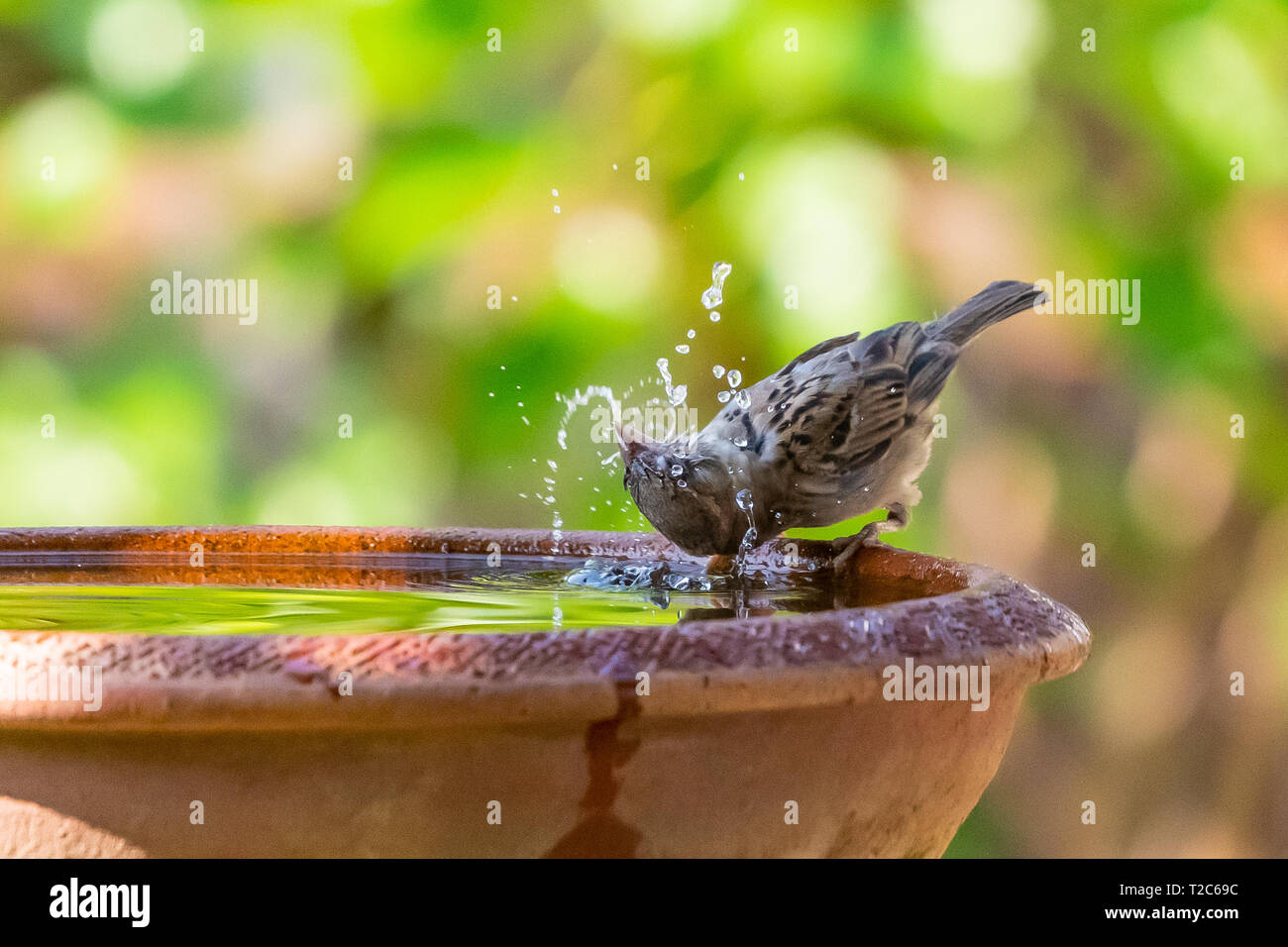 A sparrow drinking, washing and spinning its head in a bowl of water ...