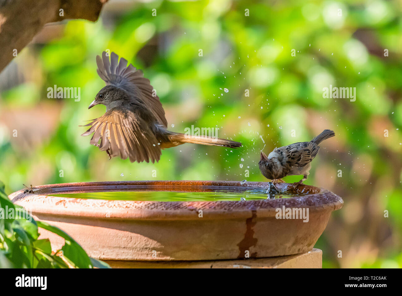 A Streak-eared Bulbul flying by a bowl of water while a sparrow ...