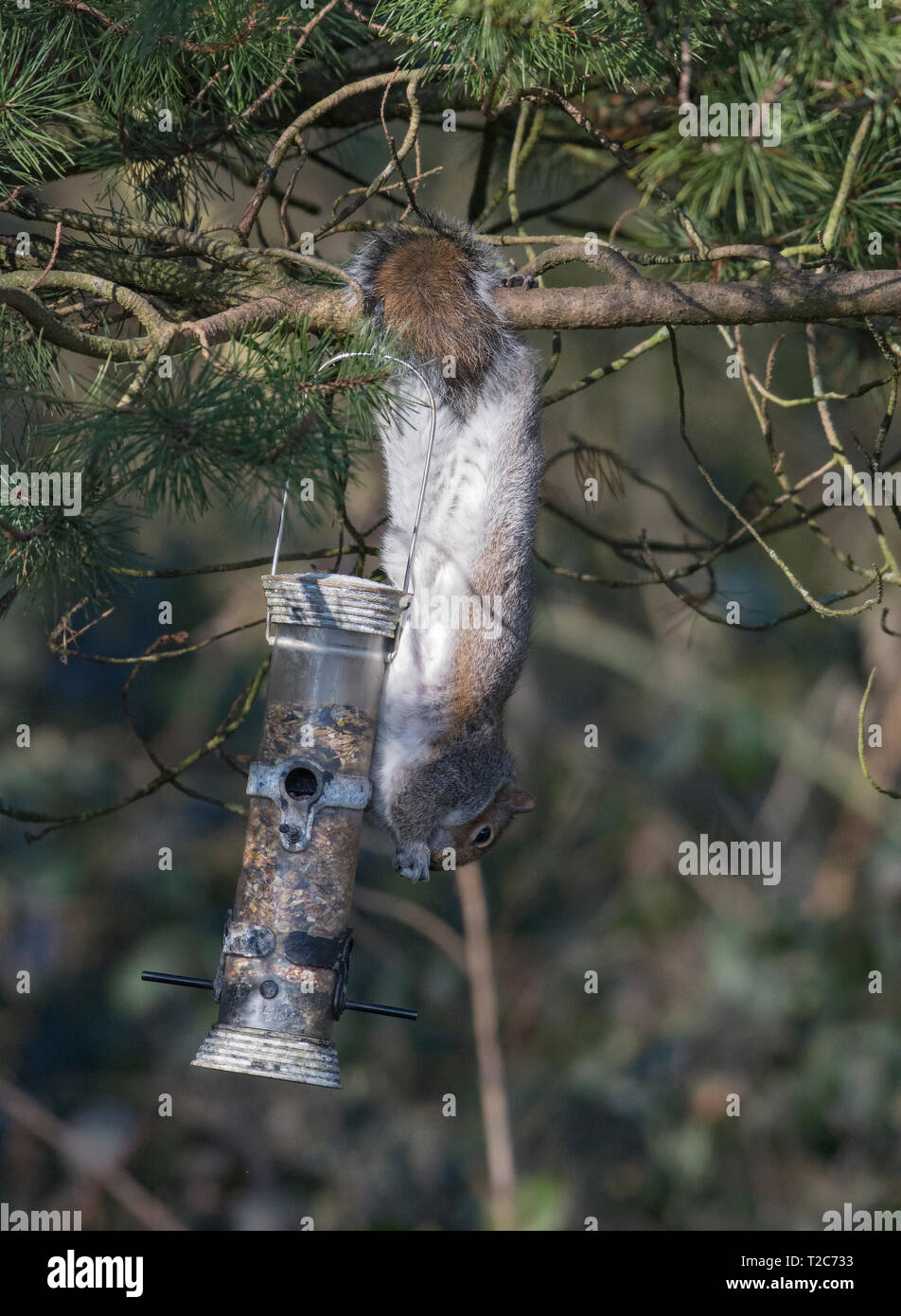 Squirrel stealing bird food hi-res stock photography and images - Alamy
