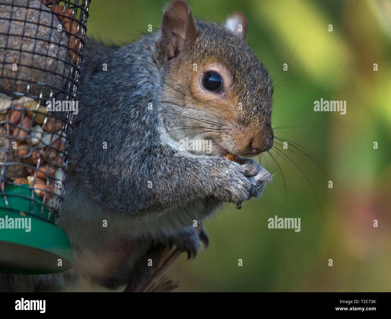 Grey squirrel, Sciurus carolinensis, stealing food from a garden bird ...
