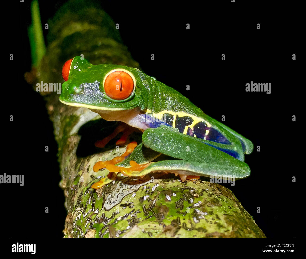 Red eye Leaf Frog sitting at night on a branch in Costa Rica Stock ...