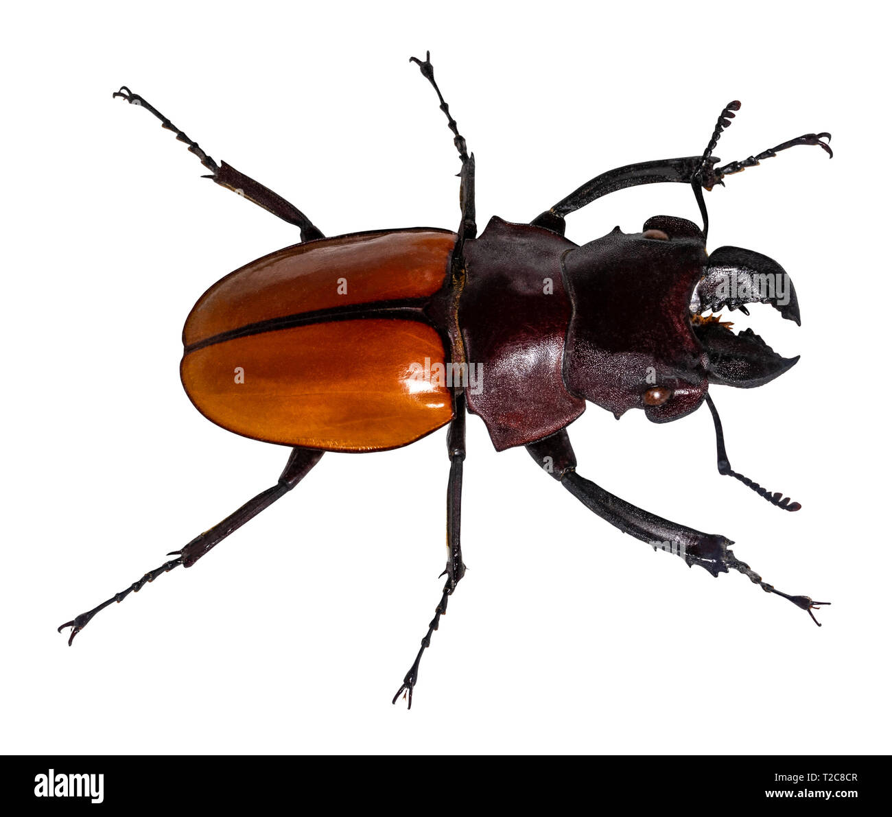 Small stag beetle Cut Out Stock Images & Pictures - Alamy