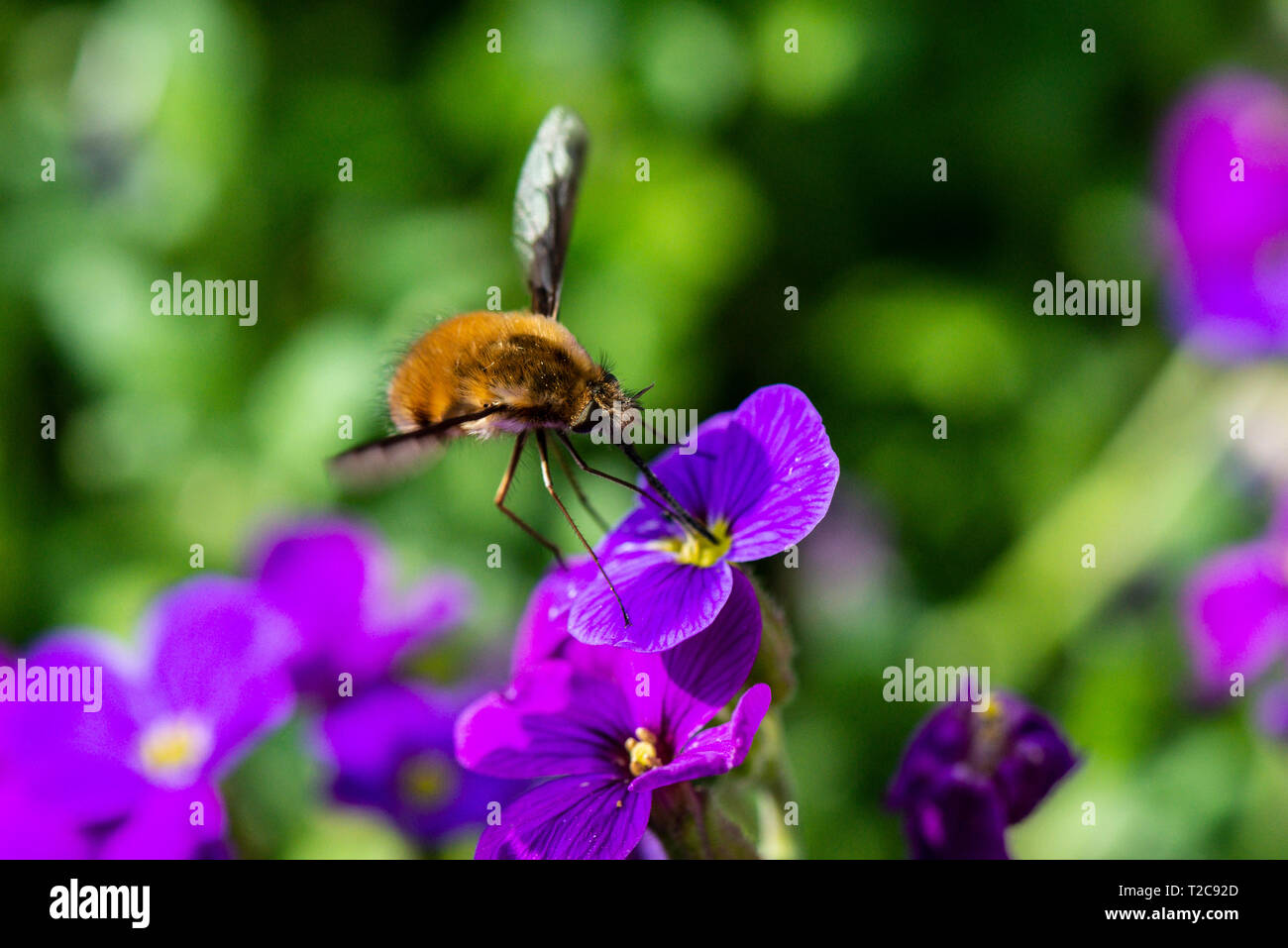 A dark-edged bee-fly (Bombylius major) on an Aubretia (Aubrieta Stock ...