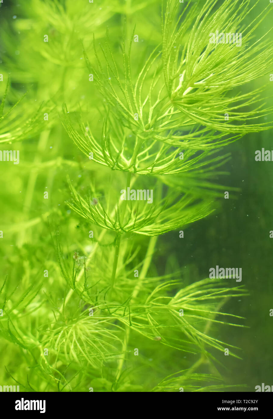 Ceratophyllum Demersum Flower