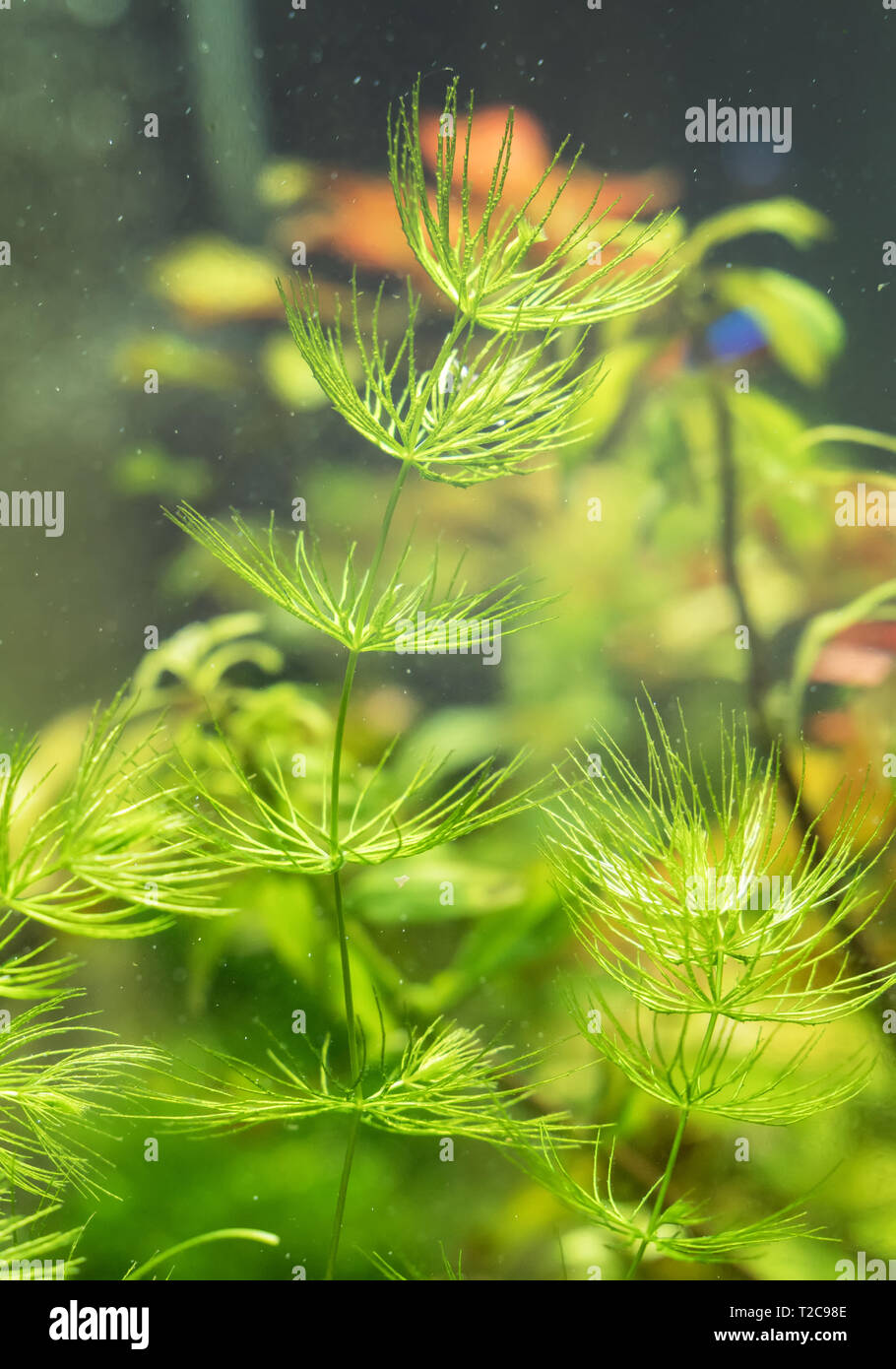 Ceratophyllum demersum hi-res stock photography and images - Alamy