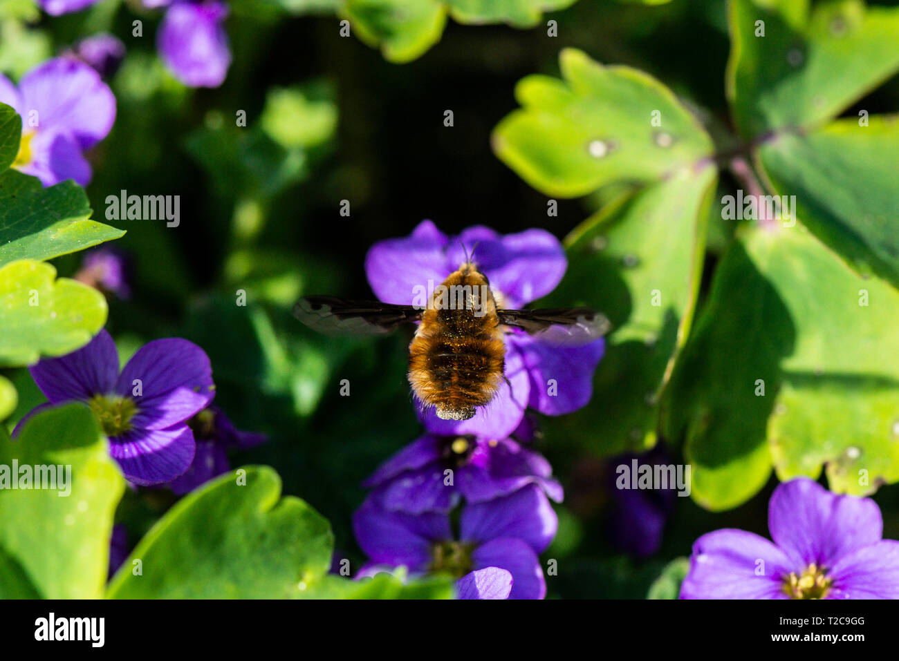 A dark-edged bee-fly (Bombylius major) on an Aubretia (Aubrieta Stock ...