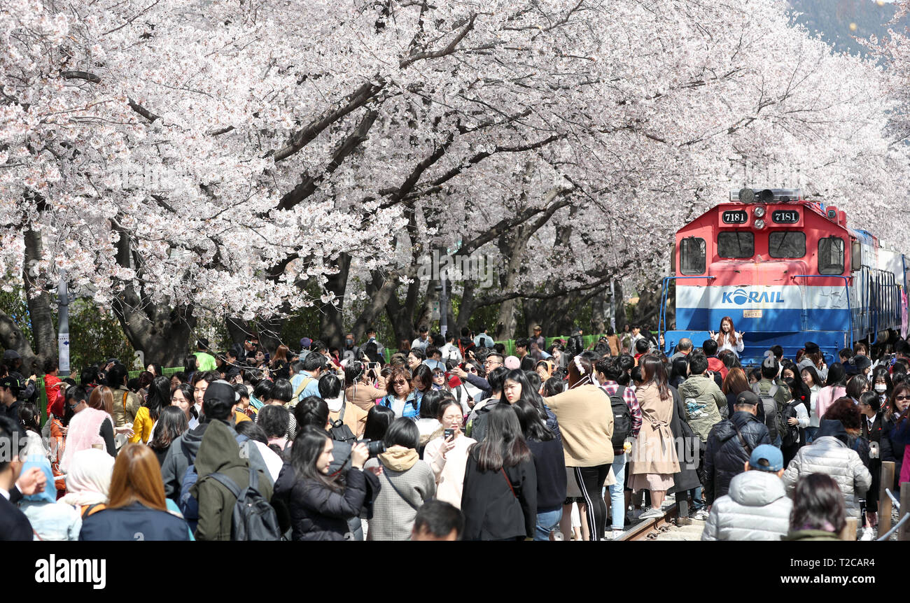 Jinhae naval port festival hi-res stock photography and images - Alamy
