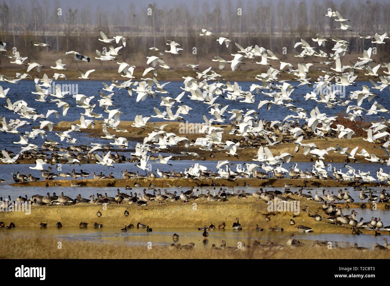 (190401) -- BEIJING, April 1, 2019 (Xinhua) -- Birds fly over a Fuhe ...