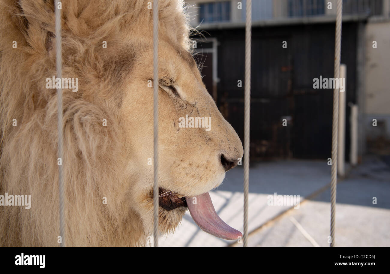 King of the circus hi-res stock photography and images - Alamy