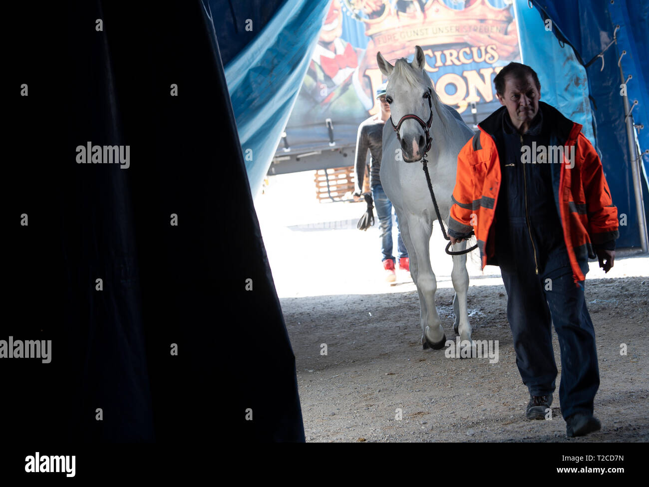 29 March 2019, Bavaria, München: A circus horse from Circus Krone is ...