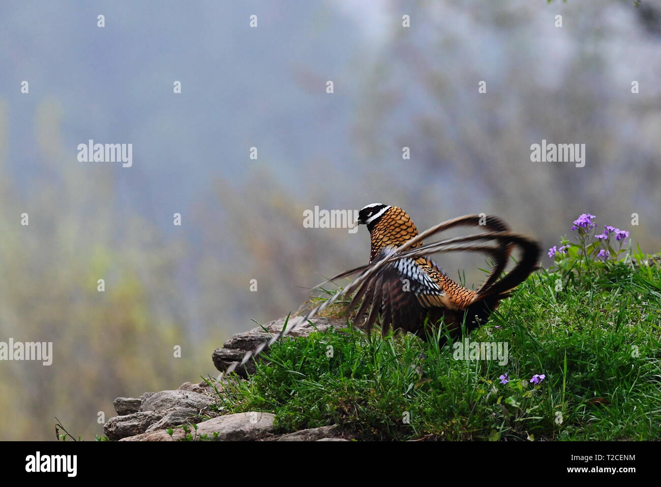 Reevess pheasant syrmaticus reevesii hi-res stock photography and ...