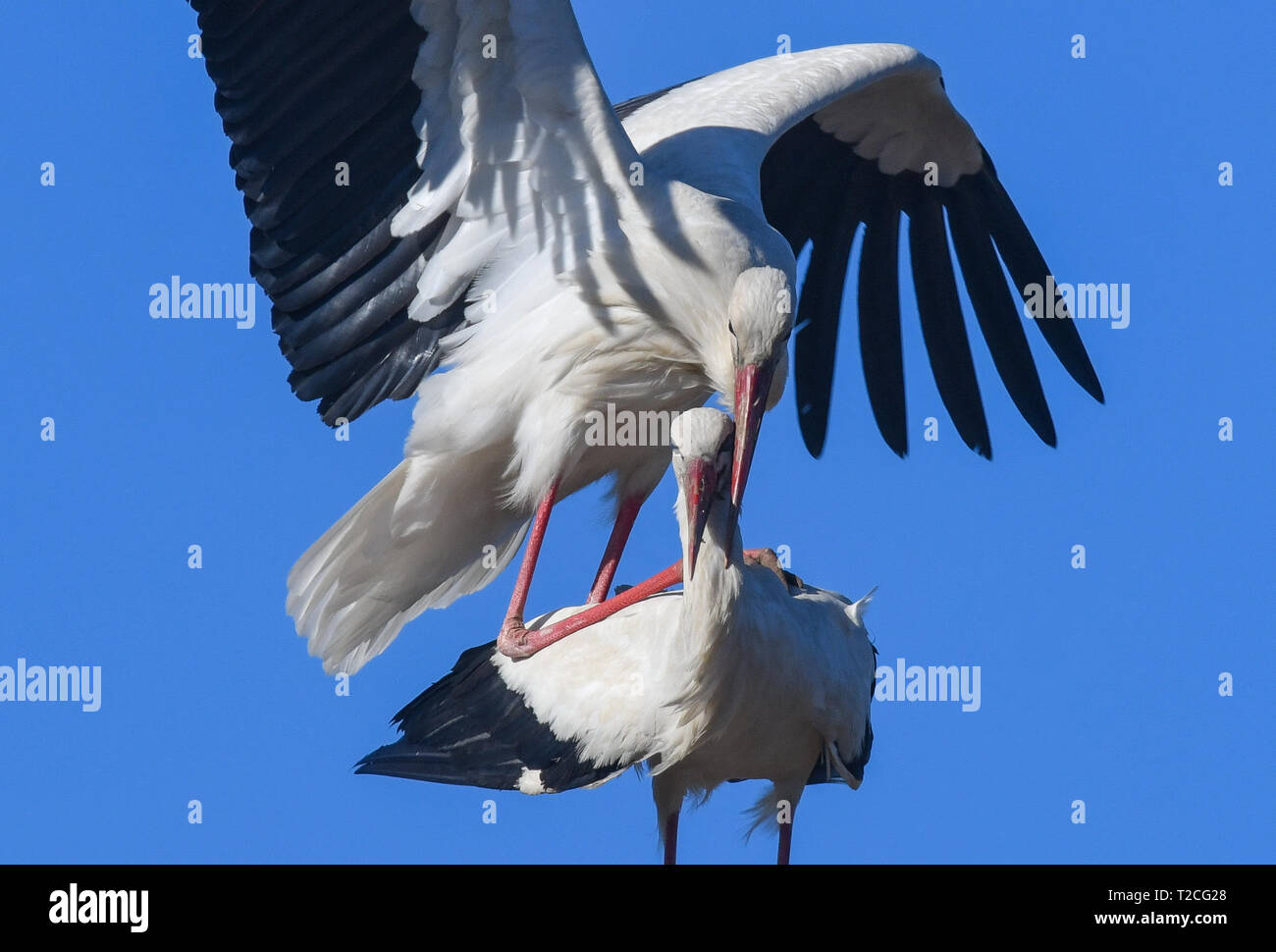 Sieversdorf, Germany. 01st Apr, 2019. Two white storks (Ciconia ciconia ...