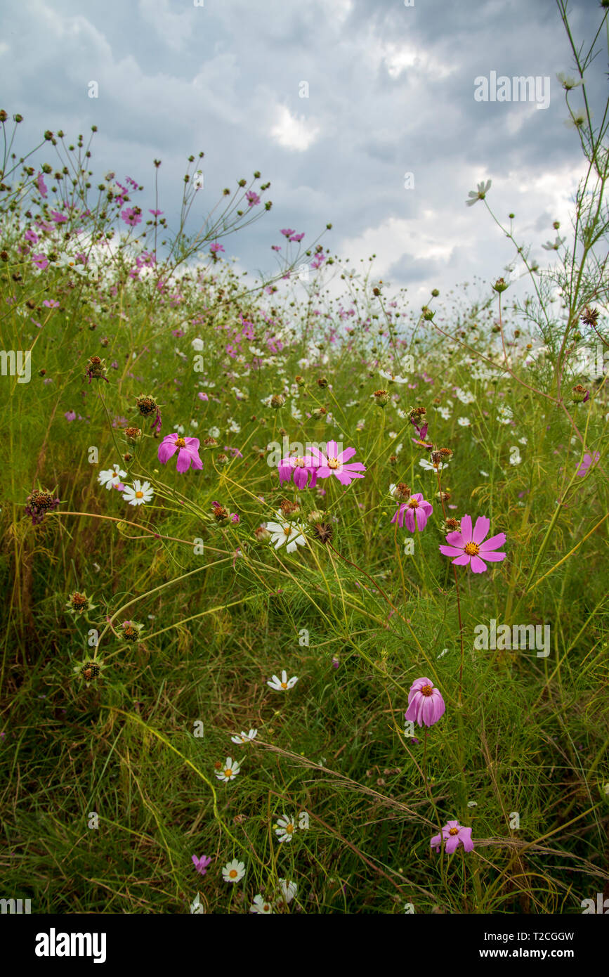 Delta park johannesburg hi-res stock photography and images - Alamy