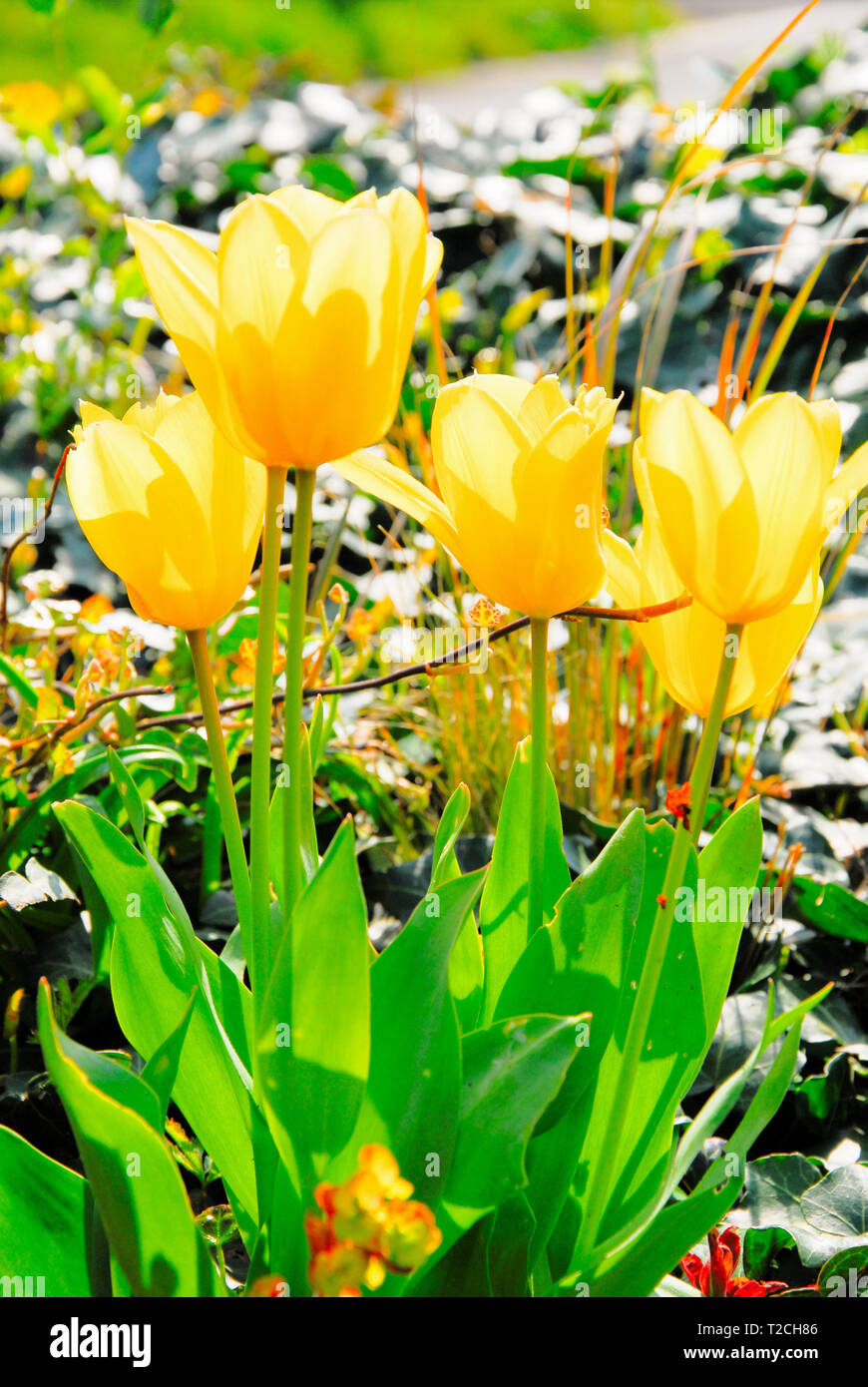 Isle of Portland, Dorset, UK. 1st April 2019. Spring flowers catch the ...