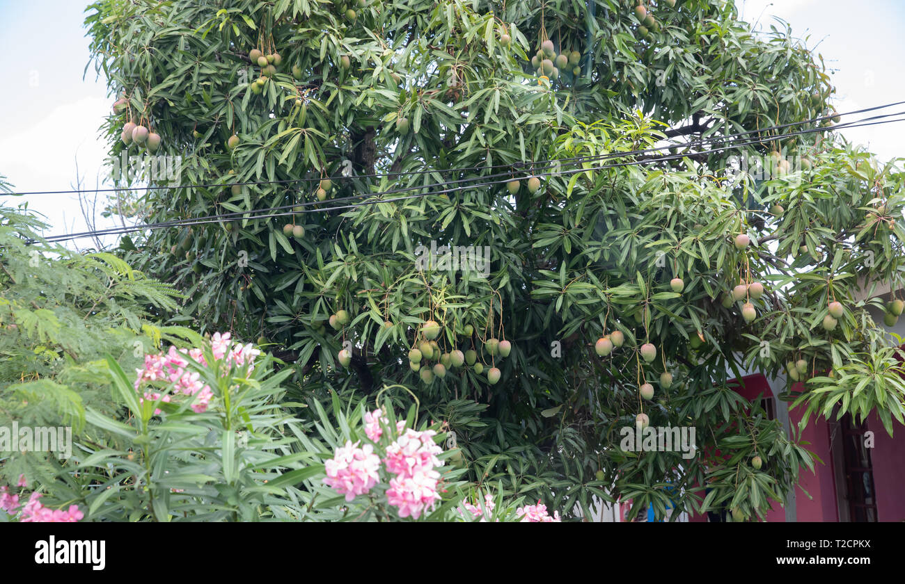 Large Mango tree in Antigua, The Caribbean Stock Photo - Alamy