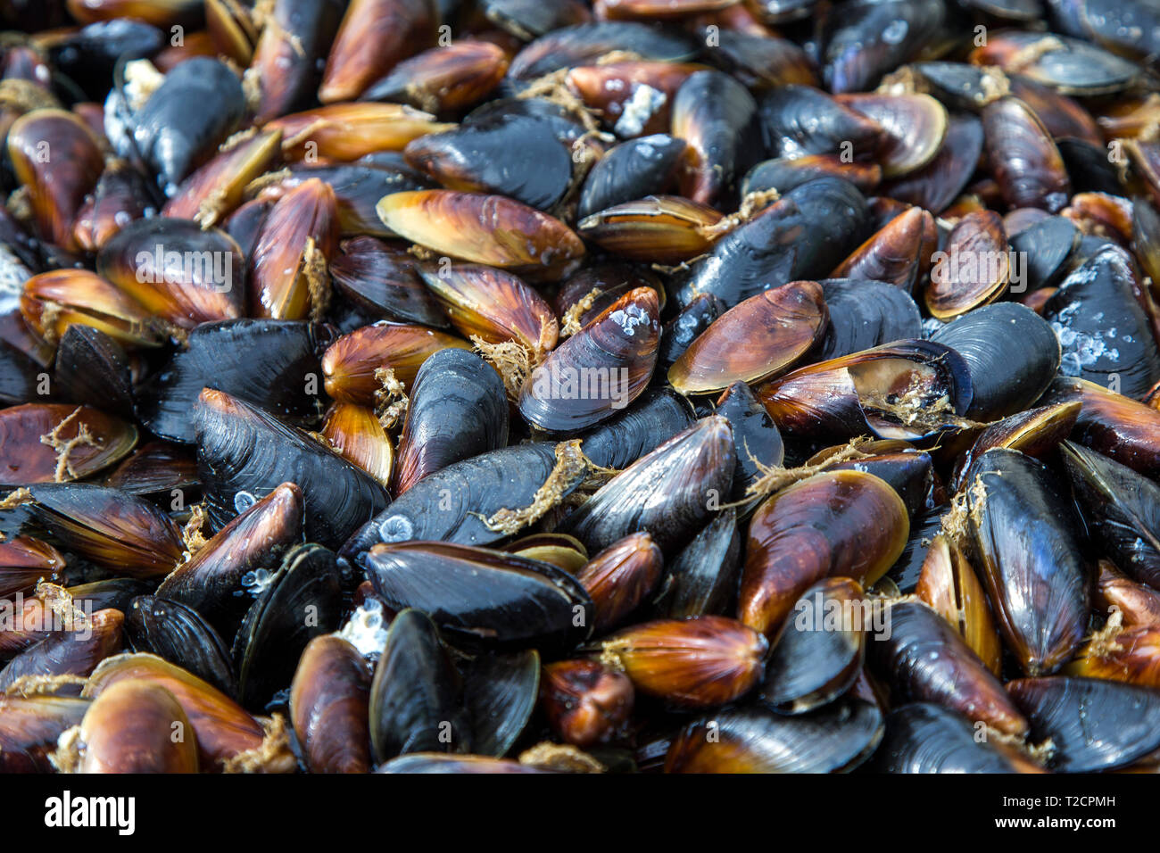 Live mussels hi-res stock photography and images - Alamy