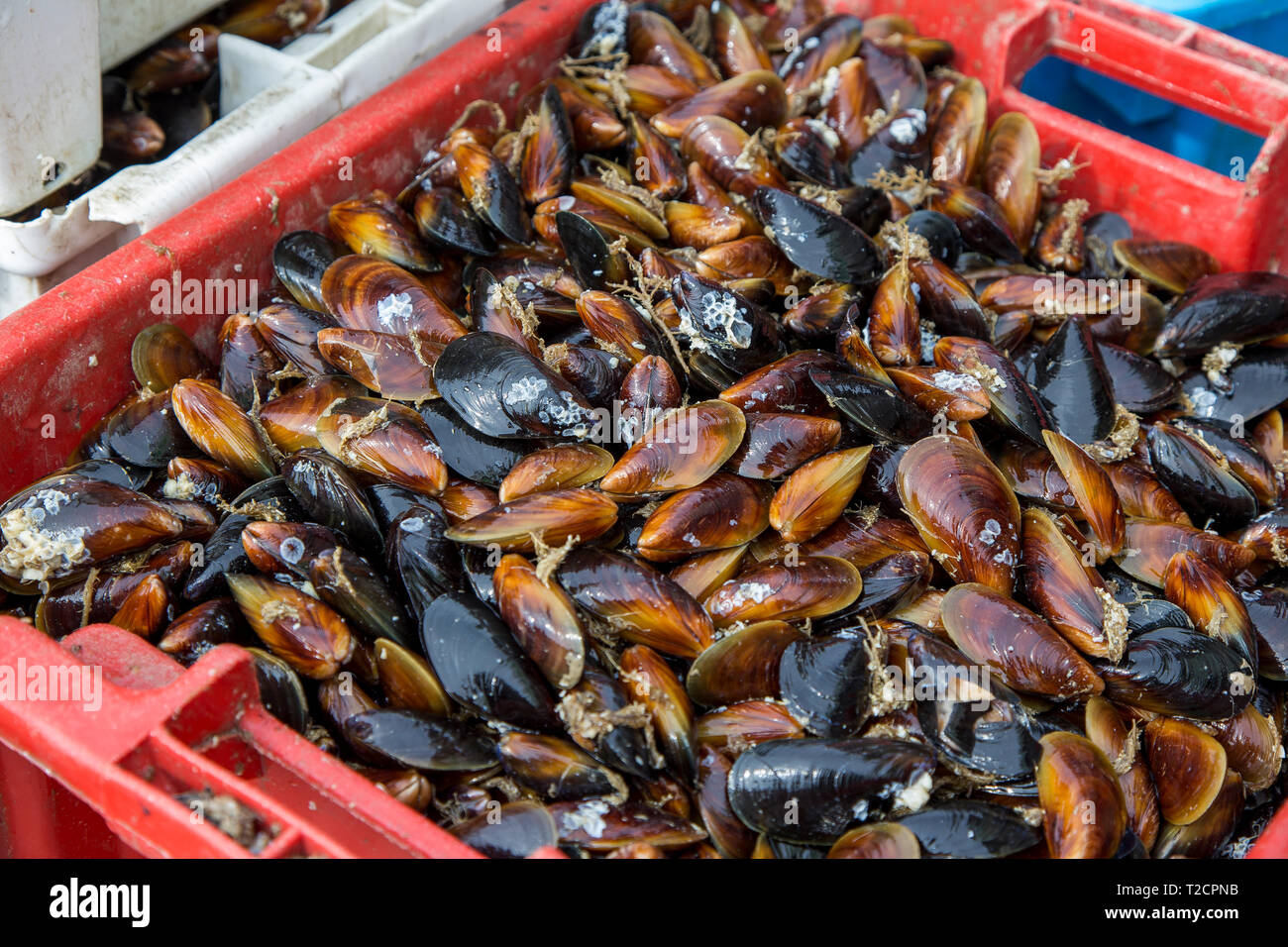 Live mussels hi-res stock photography and images - Alamy