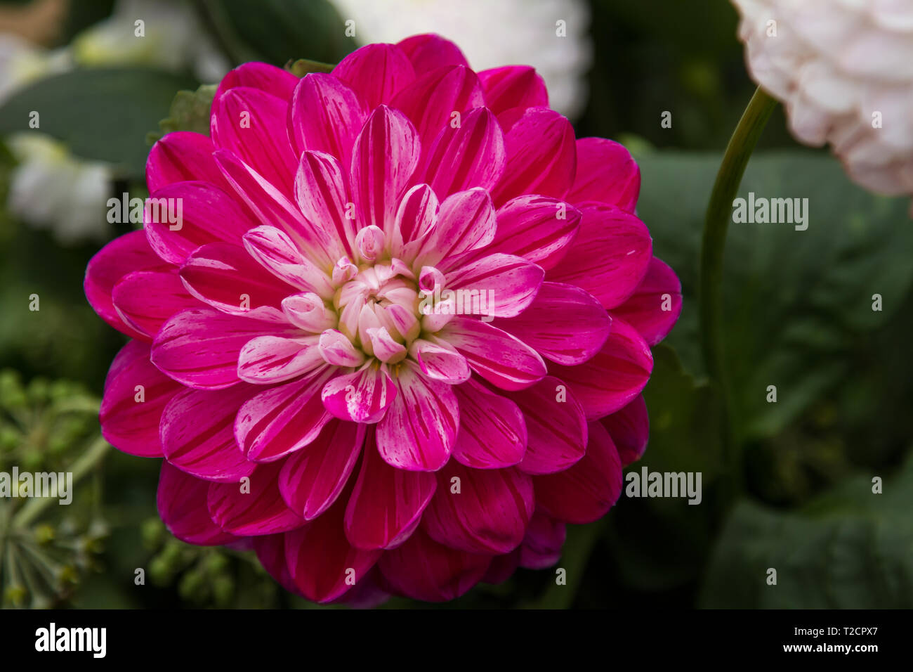 Blossom of a red dahlia in full bloom Stock Photo - Alamy