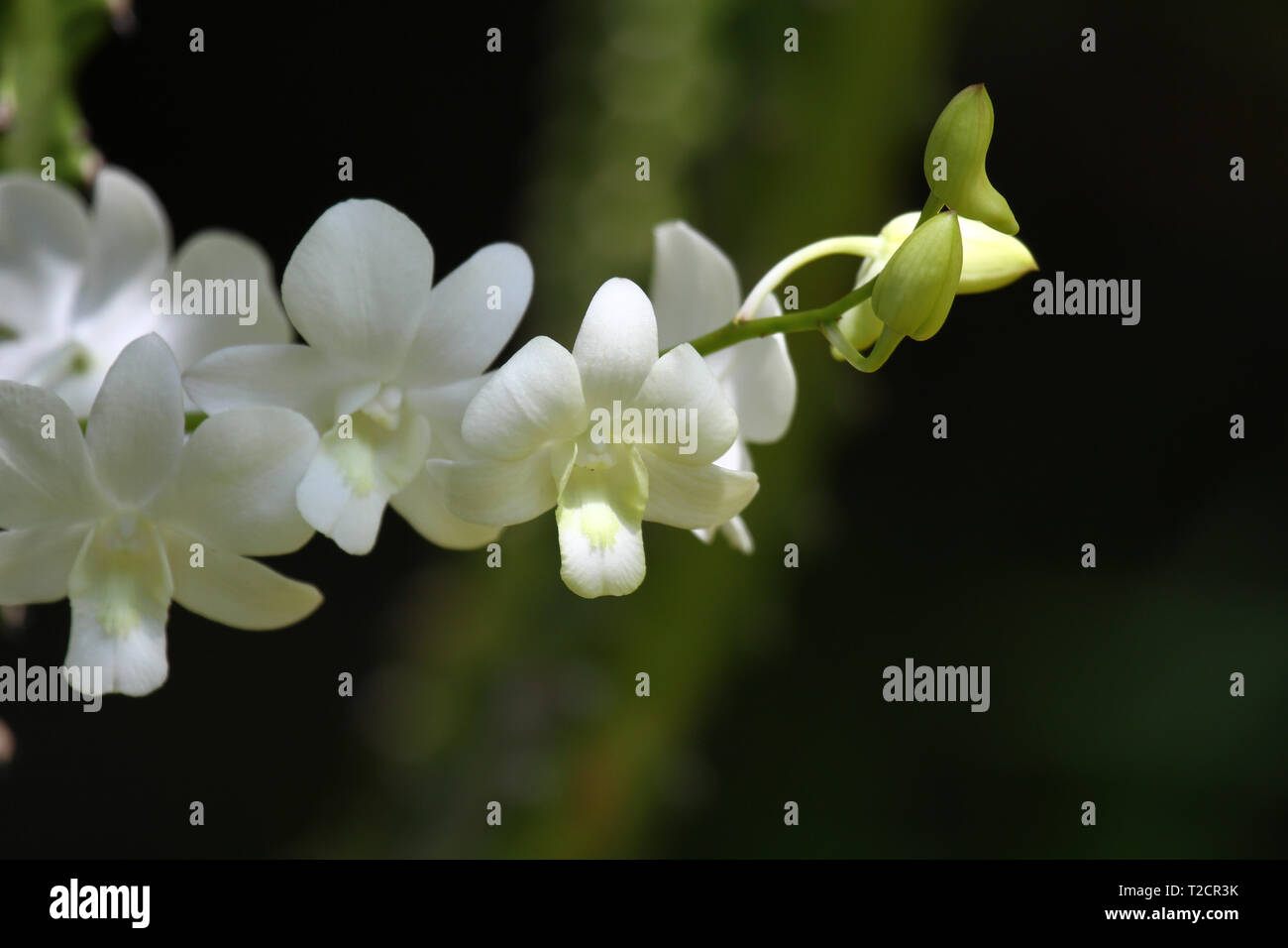Orchids in full bloom hi-res stock photography and images - Alamy