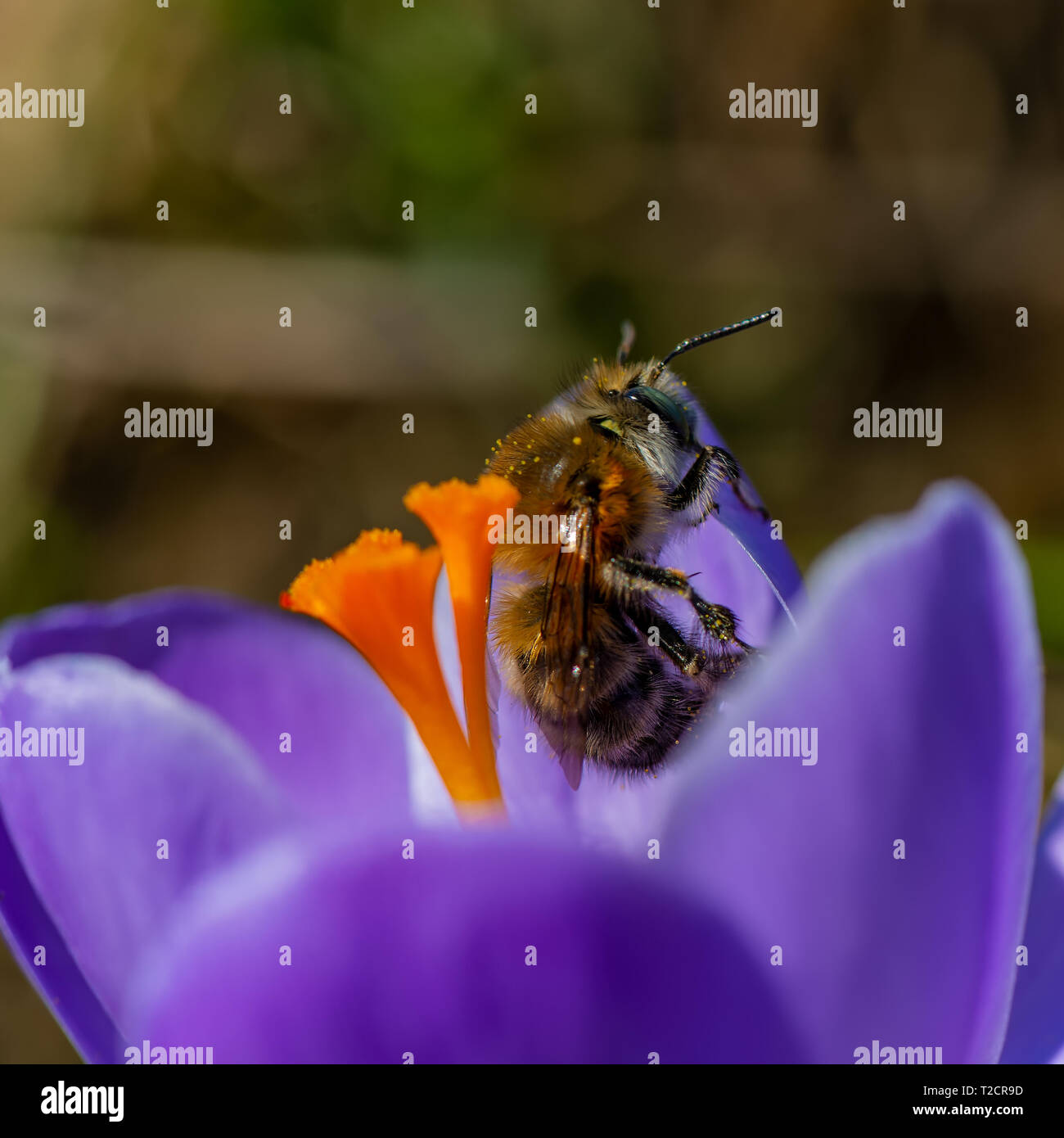 bee collecting nectar and pollen sitting on a flower of a decorative ...