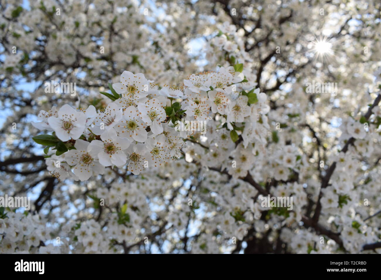 White blossom tree with stamens during the spring beautiful weather ...