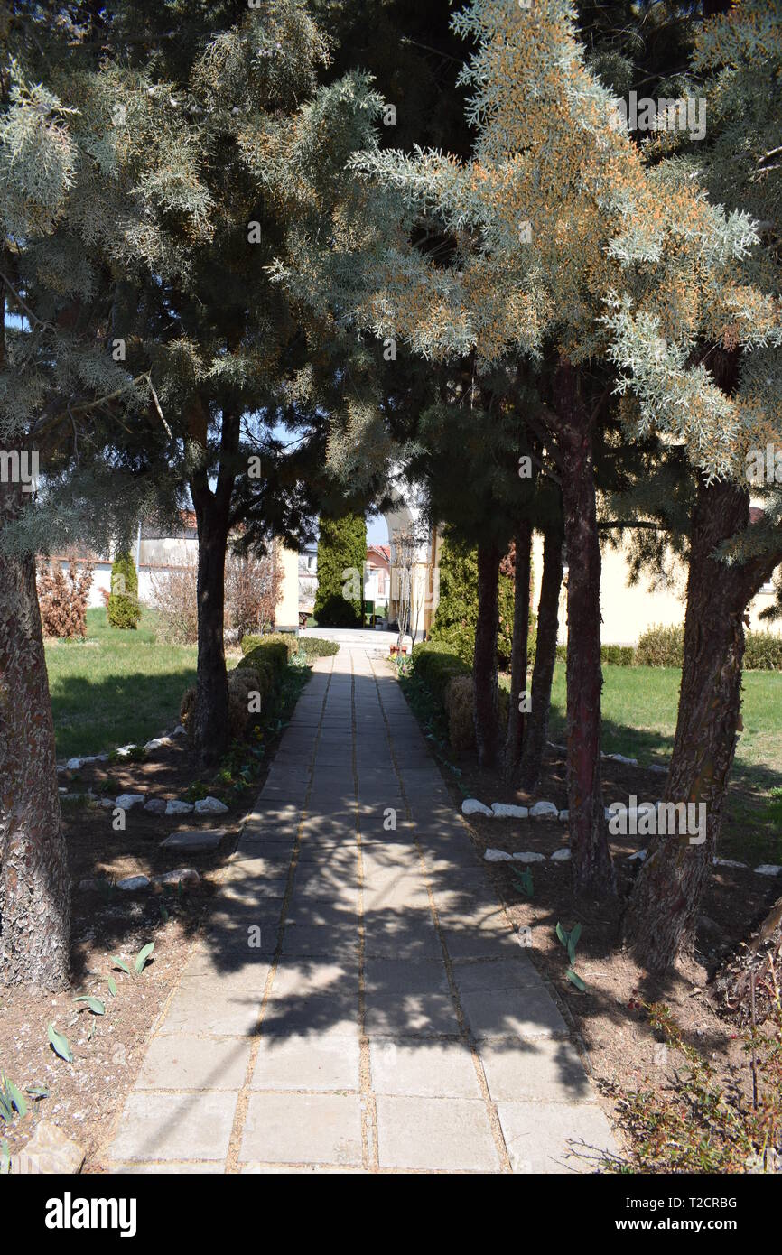 Beautiful village trees picture hi-res stock photography and images - Alamy