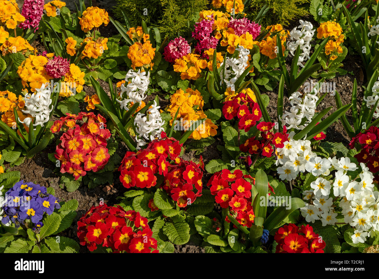 Bi colours hi-res stock photography and images - Alamy