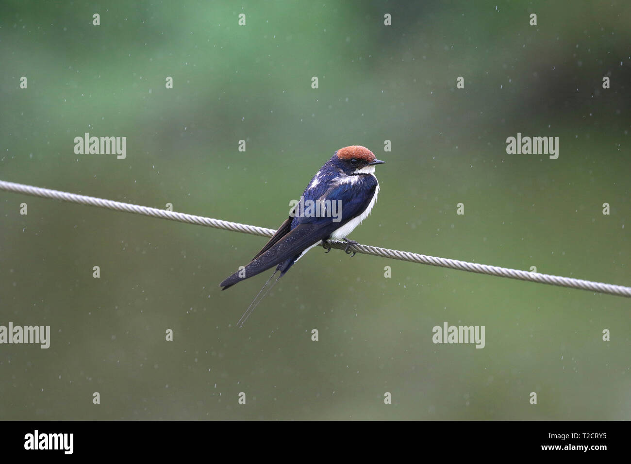 Wire tailed swallow hirundo smithii hi-res stock photography and images ...