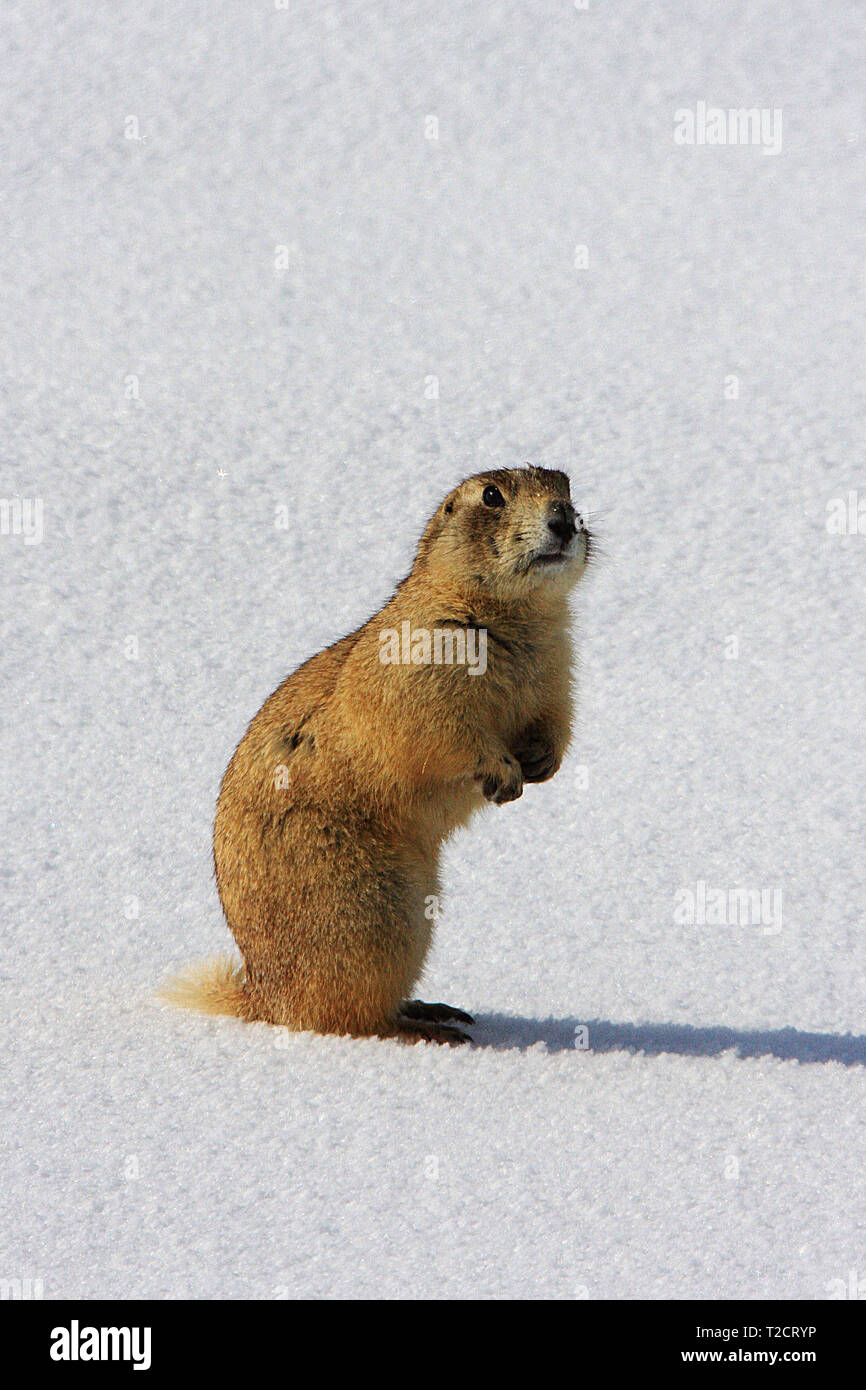 Gopher, Geomyidae, in snow, standing on hind legs, looking, USA Stock ...