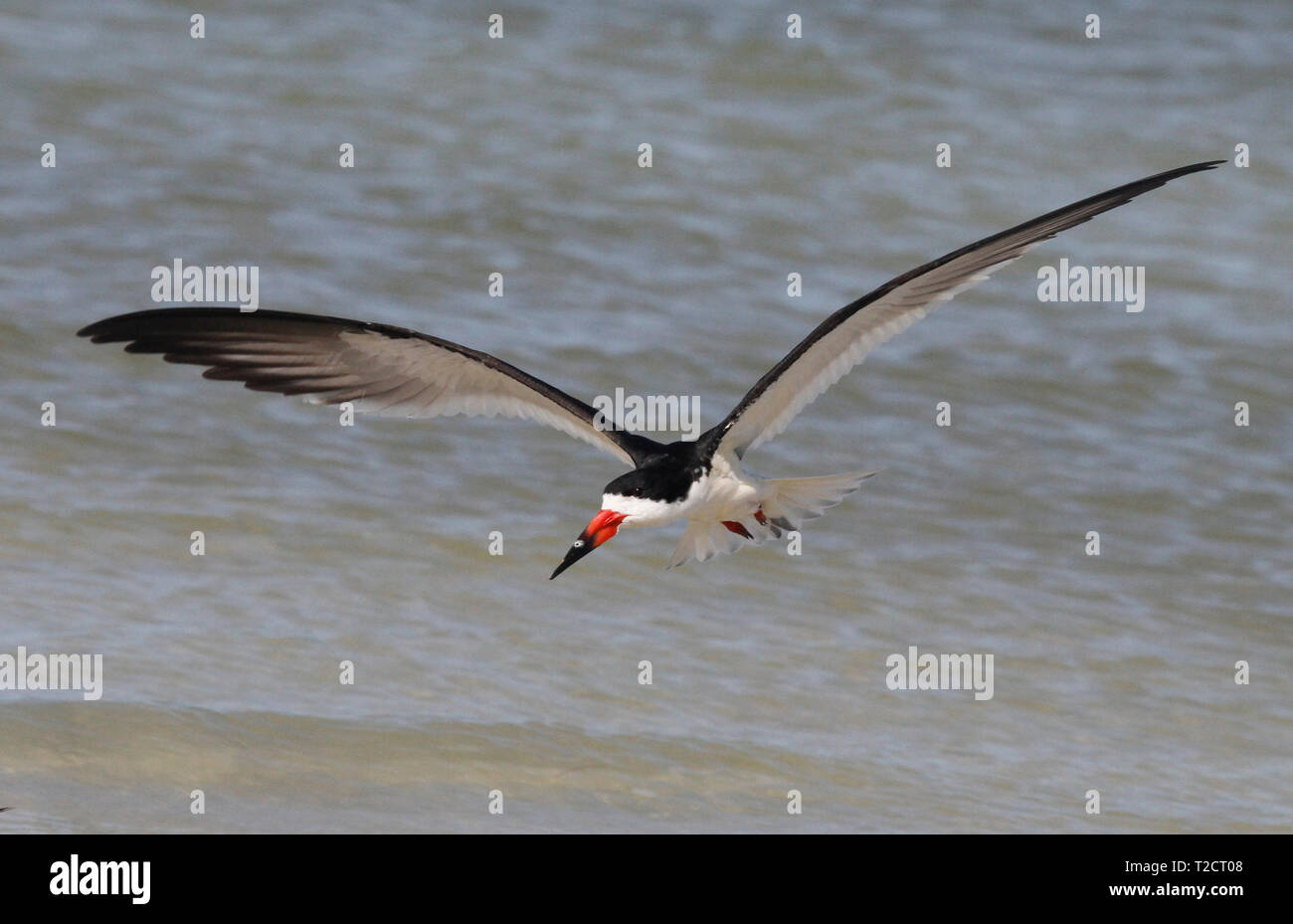 Black Skimmer, Rynchops nige, At waters edge, USA Stock Photo - Alamy