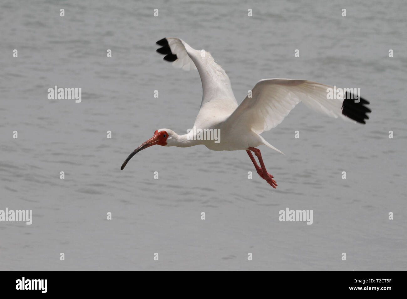 American white ibis hi-res stock photography and images - Alamy
