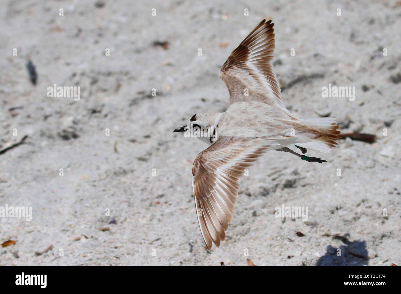 Snowy Plover, Charadrius nivosus, in flight, flying at waters edge on ...
